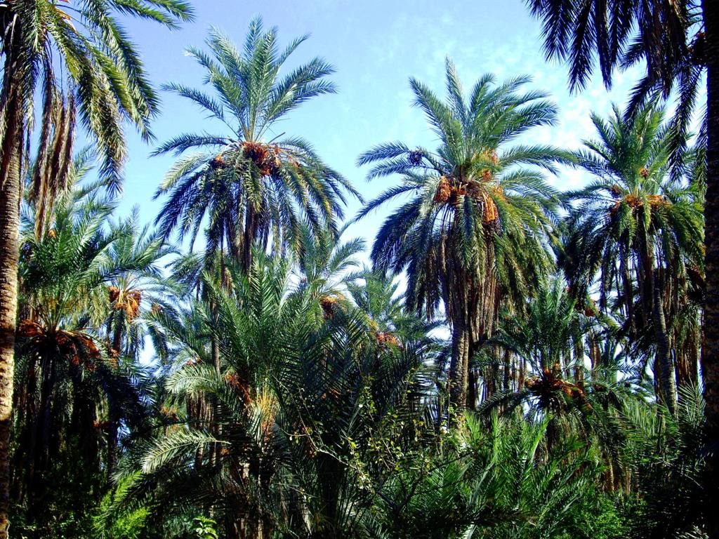 Planting Palm Trees In Pakistan an Unsuitable Political Effort